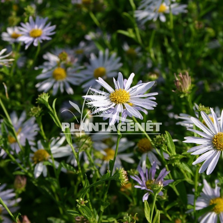 KALIMERIS incisa Blue Star