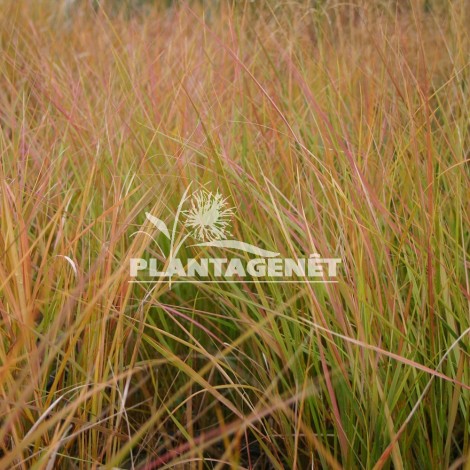 STIPA arundinacea / Stipe