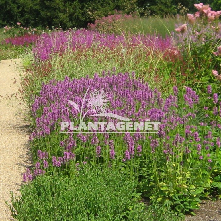 STACHYS monieri Hummelo / Epiaire