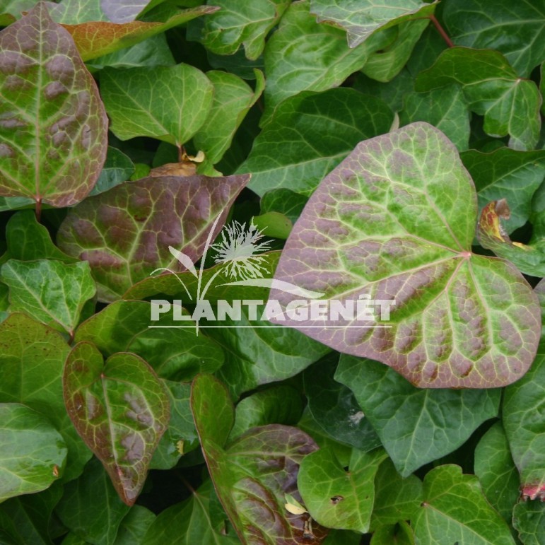 HEDERA colchica My Heart / Lierre couvre sol