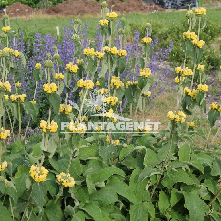 PHLOMIS Edward Bowles