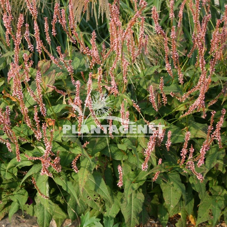 PERSICARIA amplexicaulis Rosea / Renouée