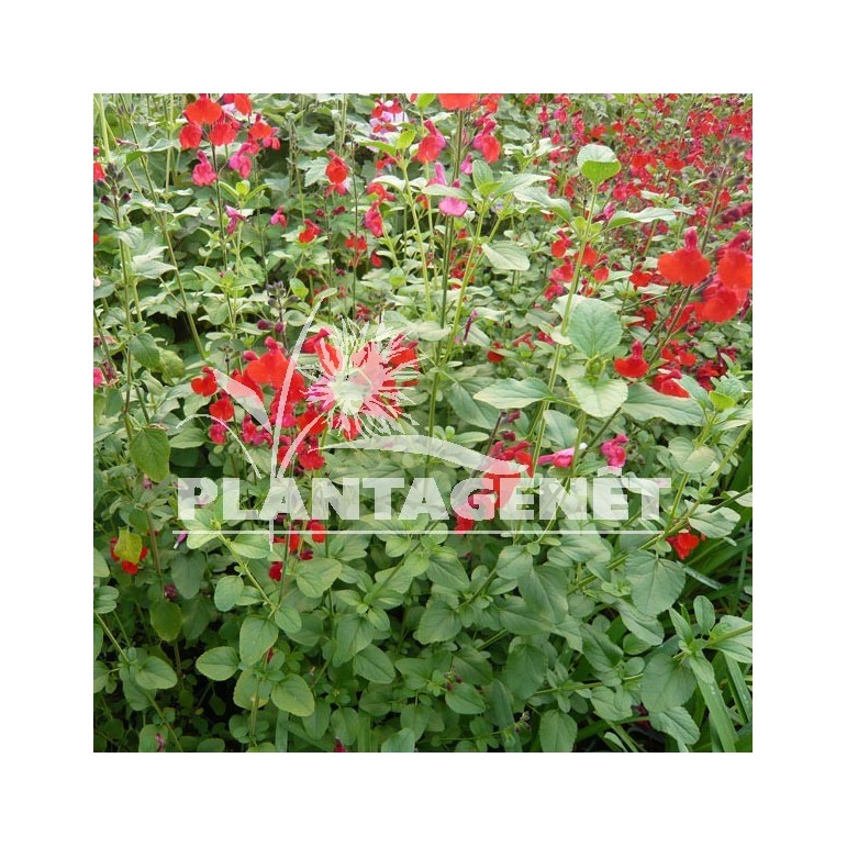 SALVIA Royal Bumble / Sauge