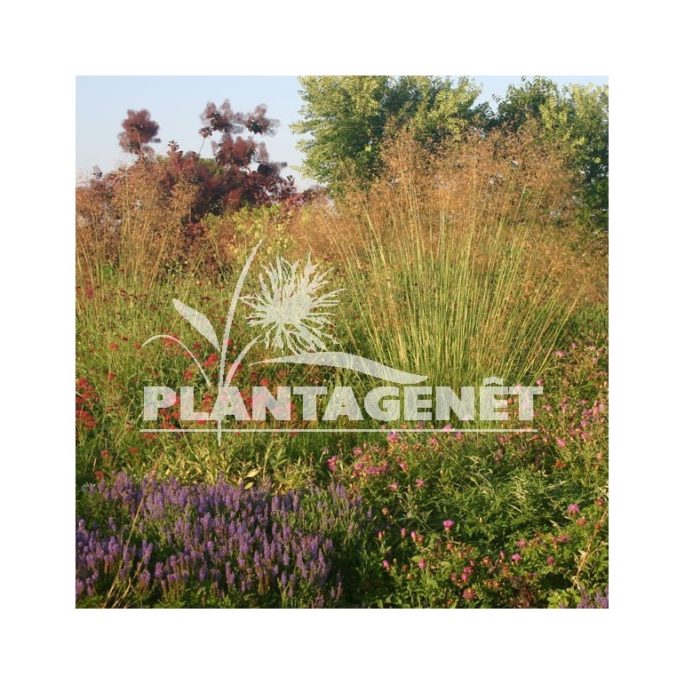 STIPA gigantea / Stipe