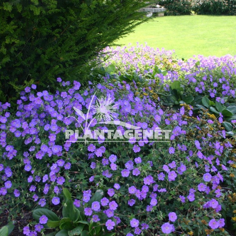 GERANIUM Rozanne® / Géranium
