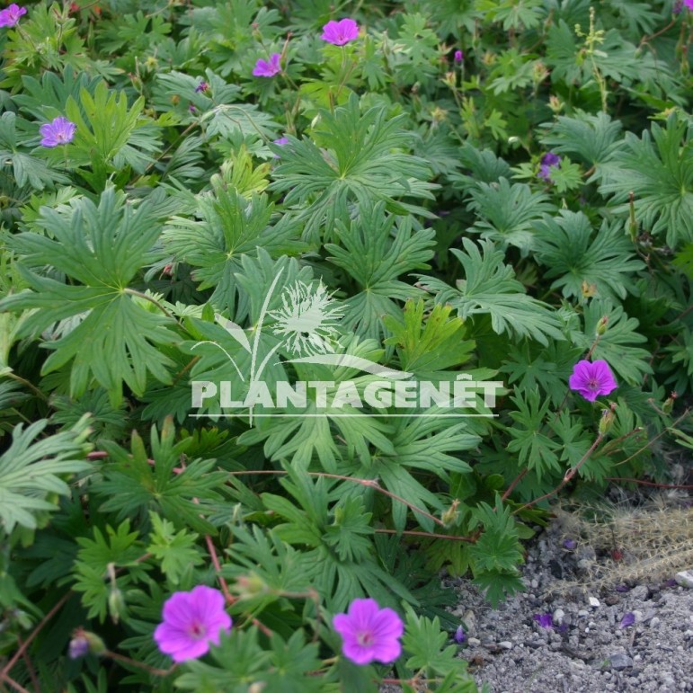 GERANIUM Tiny Monster / Géranium