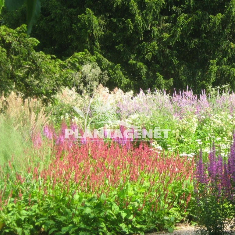 PERSICARIA amplexicaulis Taurus / Renouée