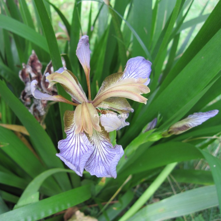 IRIS foetidissima