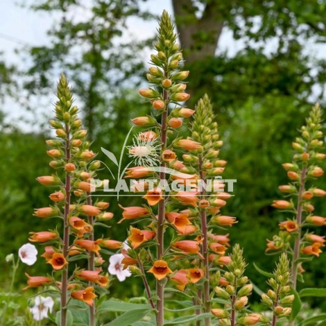 DIGIPLEXIS Falcon Fire