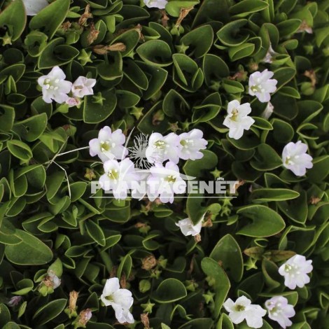 FALKIA repens
