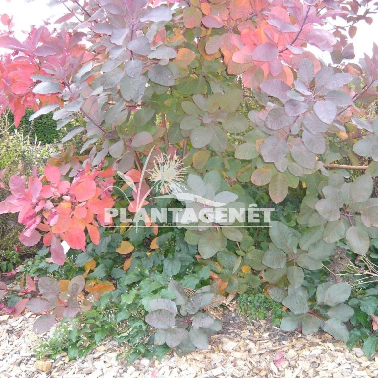 COTINUS Grace