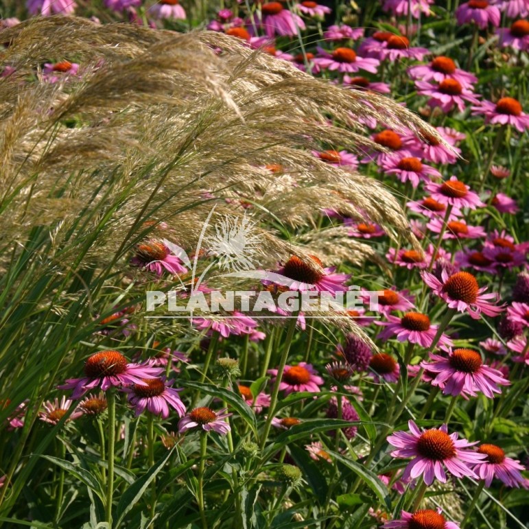 STIPA calamagrostis / Stipe